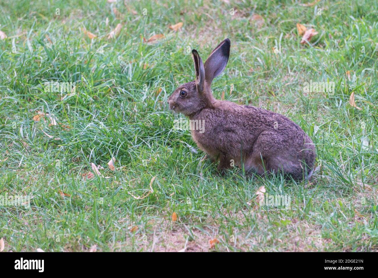 Rabbit sitting in grass hi-res stock photography and images - Alamy