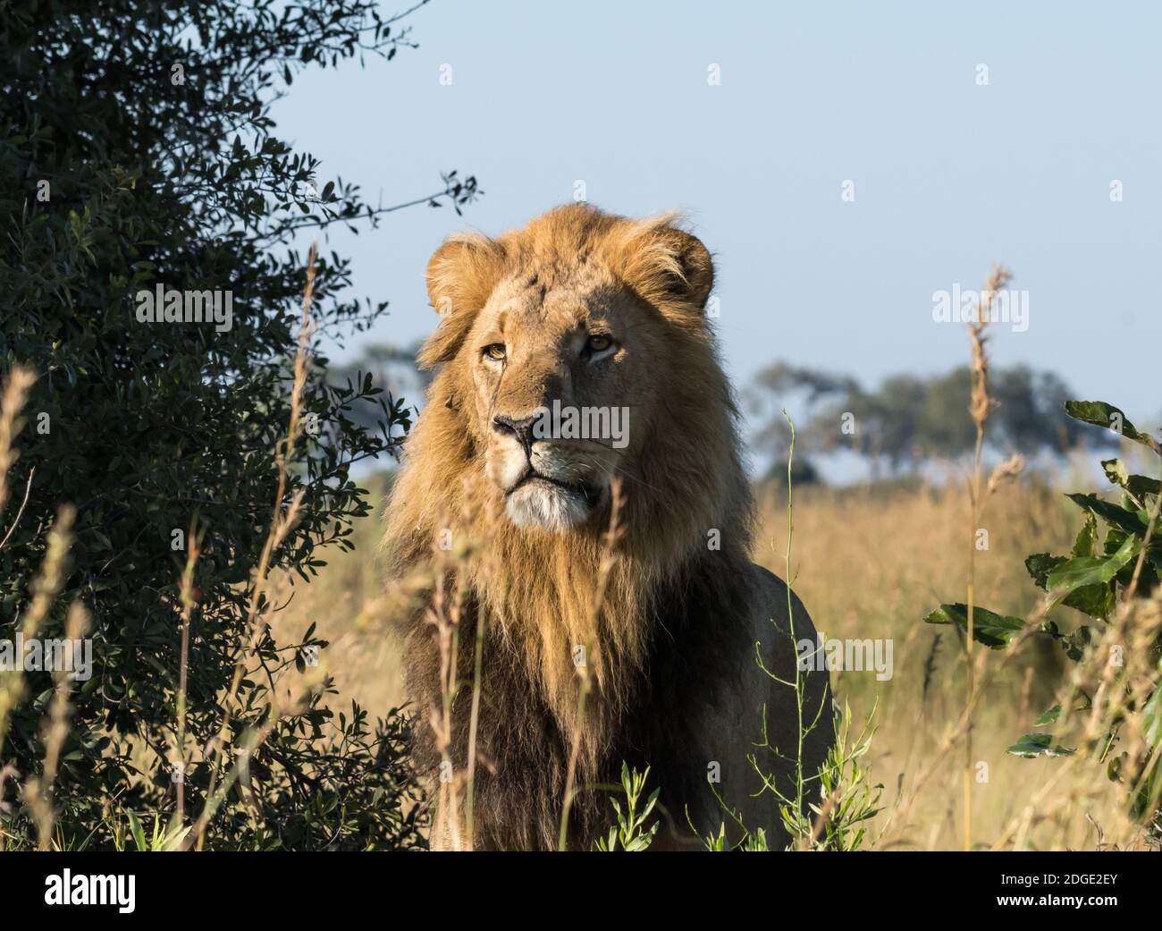 Male Lion ,king of the jungle standing Stock Photo - Alamy