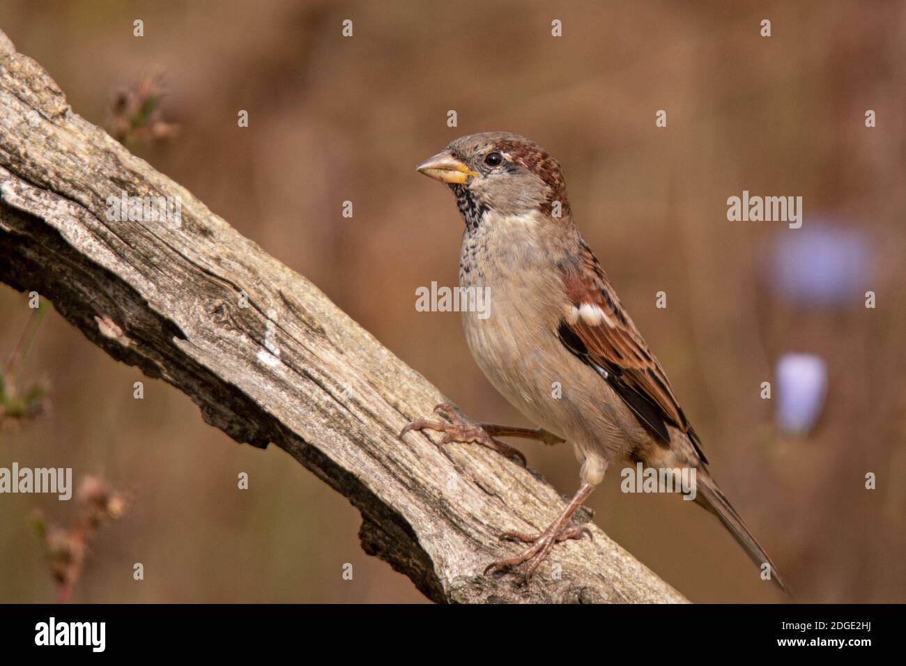 English sparrow hi-res stock photography and images - Alamy
