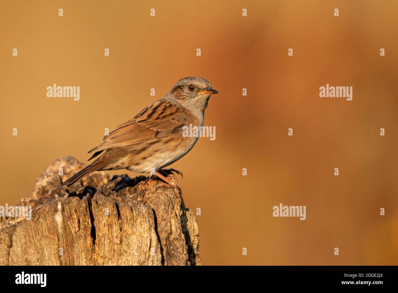 English sparrow hi-res stock photography and images - Alamy