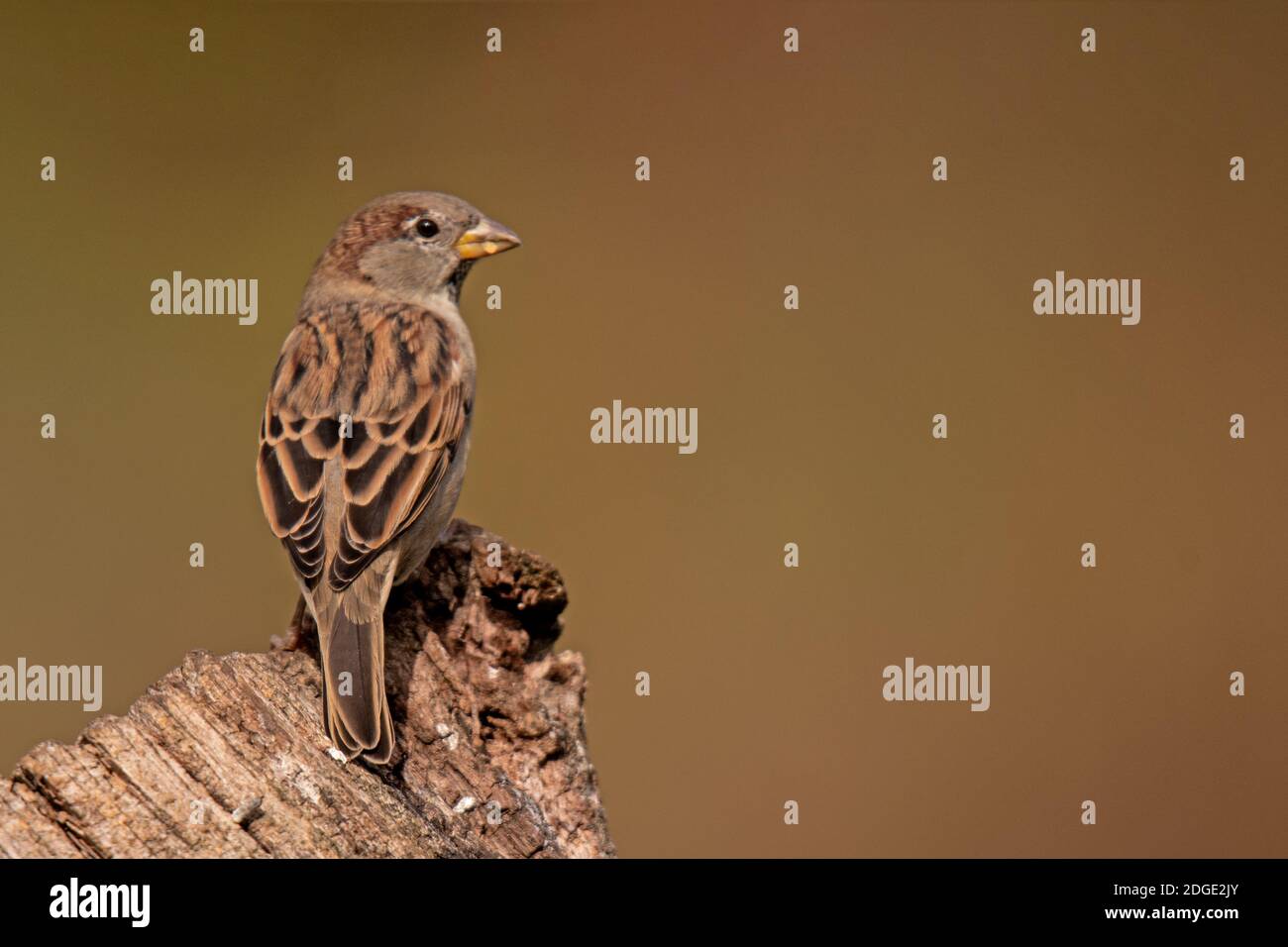 English sparrow hi-res stock photography and images - Alamy