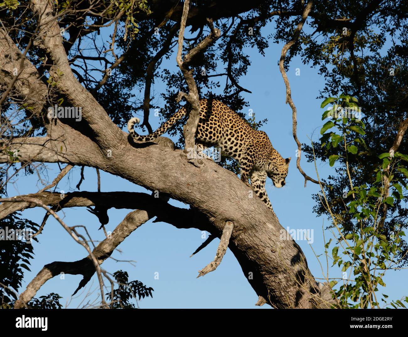 How the leopard got its spots hi-res stock photography and images - Alamy