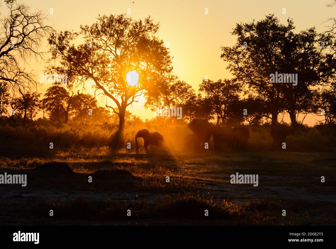 African elephants in the setting sun Stock Photo - Alamy