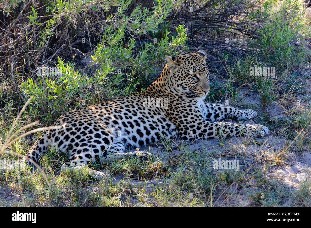 Male leopard hi-res stock photography and images - Alamy