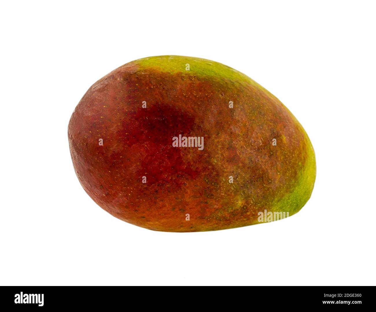 Large ripe mango fruit red with green sideways on a white background ...