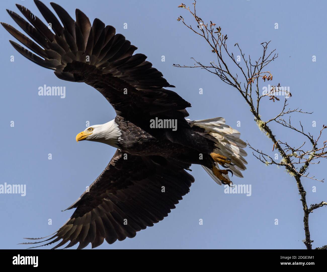 Bald headed Eagle flying overhead wings out Stock Photo - Alamy