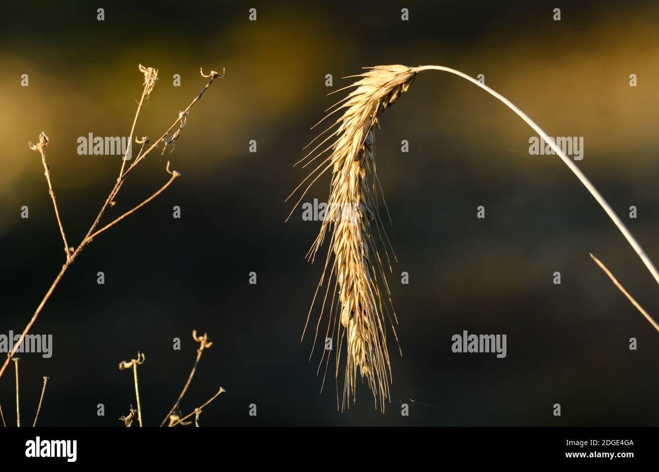 single seeding grass pod Stock Photo - Alamy