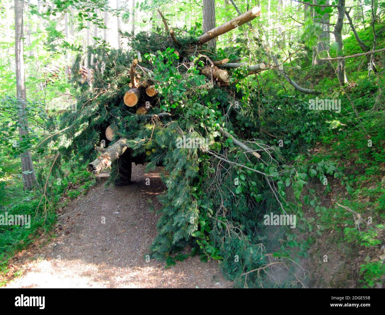 the transportation of timber after wood felling, in the forestry Stock ...