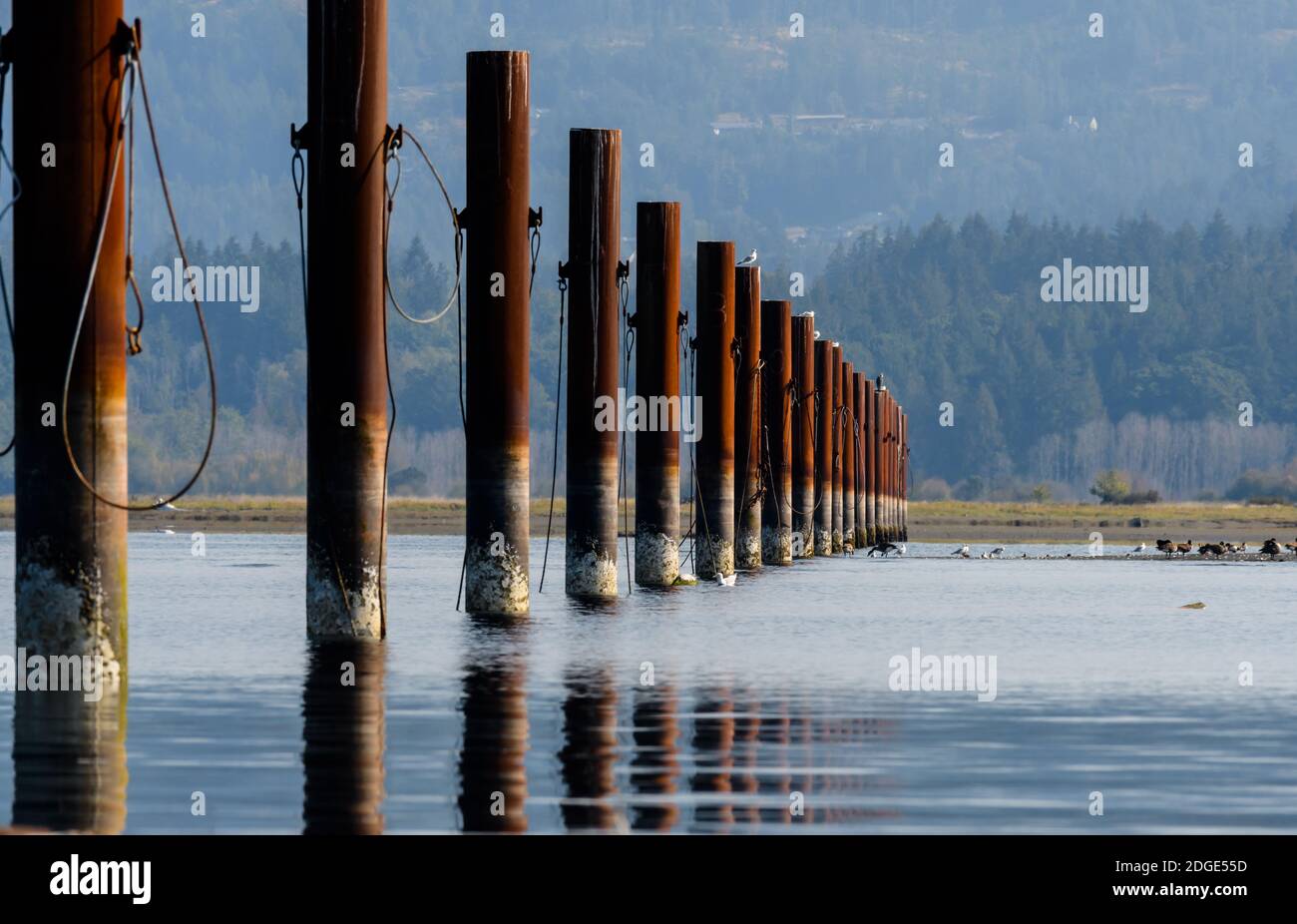 logging boom ground with steal pylons in Chemainus Stock Photo - Alamy