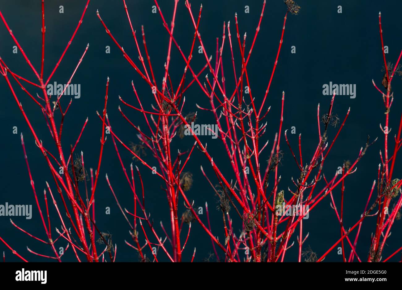 Abstract red tree branches Corus Alba dogwood Stock Photo - Alamy
