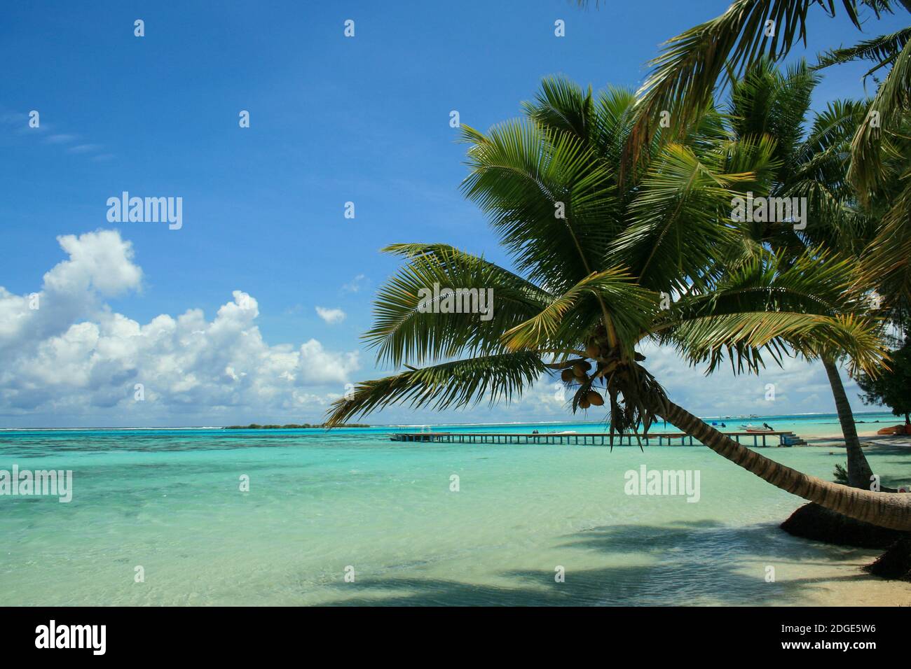 Moorea French Polynesia beach with palm trees Stock Photo - Alamy