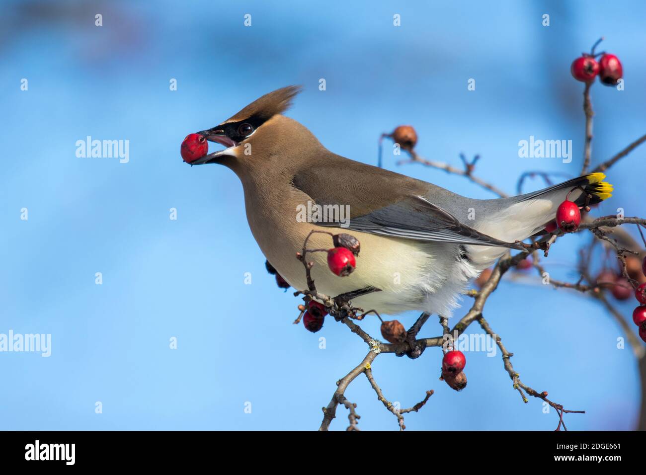 Cedar Waxwing with a berry in it's mouth, bright blue background Stock ...