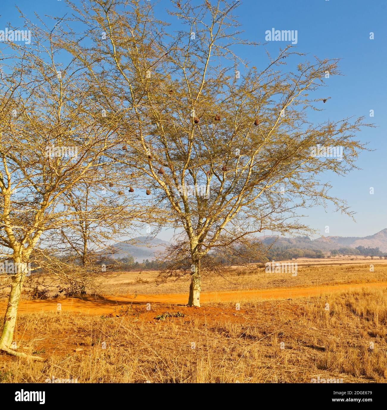 In swaziland wildlife nature reserve Stock Photo - Alamy