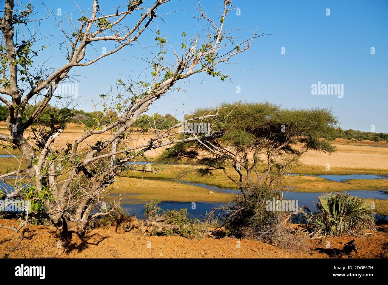 In south africa wildlife water plant and tree Stock Photo - Alamy