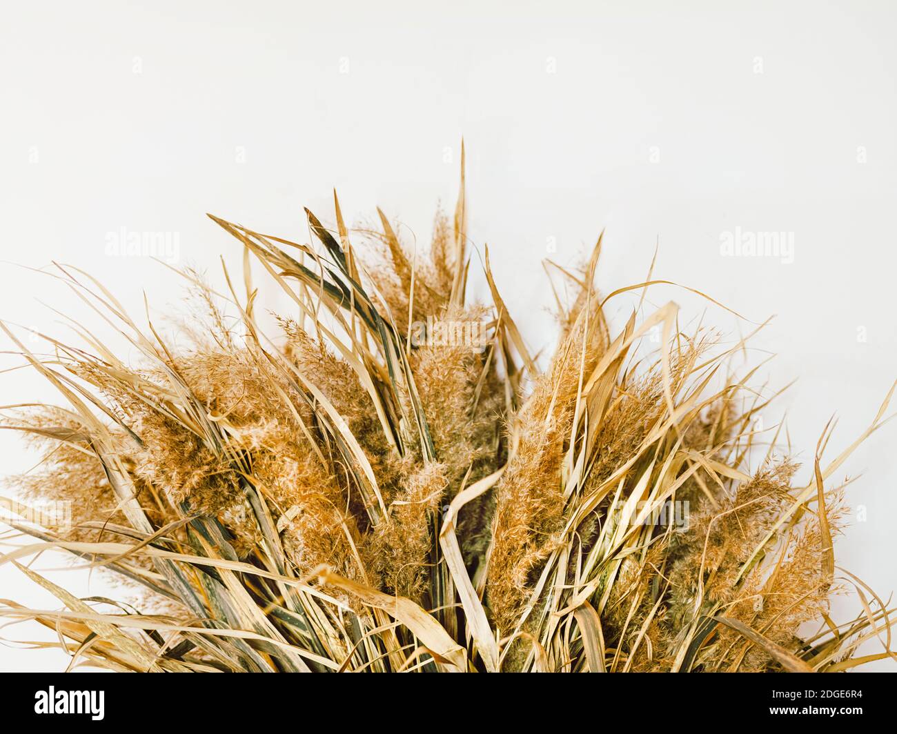 Dried field flowers with leaves on white background Stock Photo - Alamy