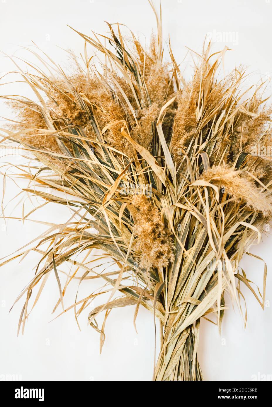 Bouquet of dried field flowers on white background Stock Photo - Alamy