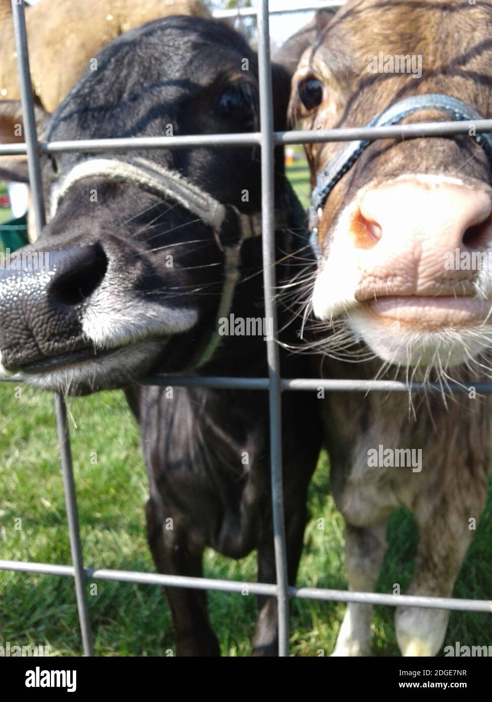 Dwarf cattle hi-res stock photography and images - Alamy