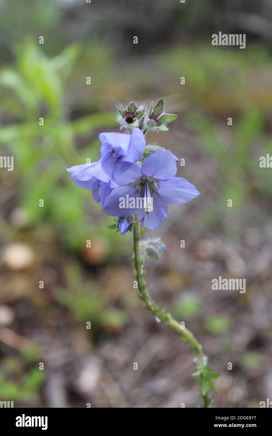 Denali national park flowers hi-res stock photography and images - Alamy