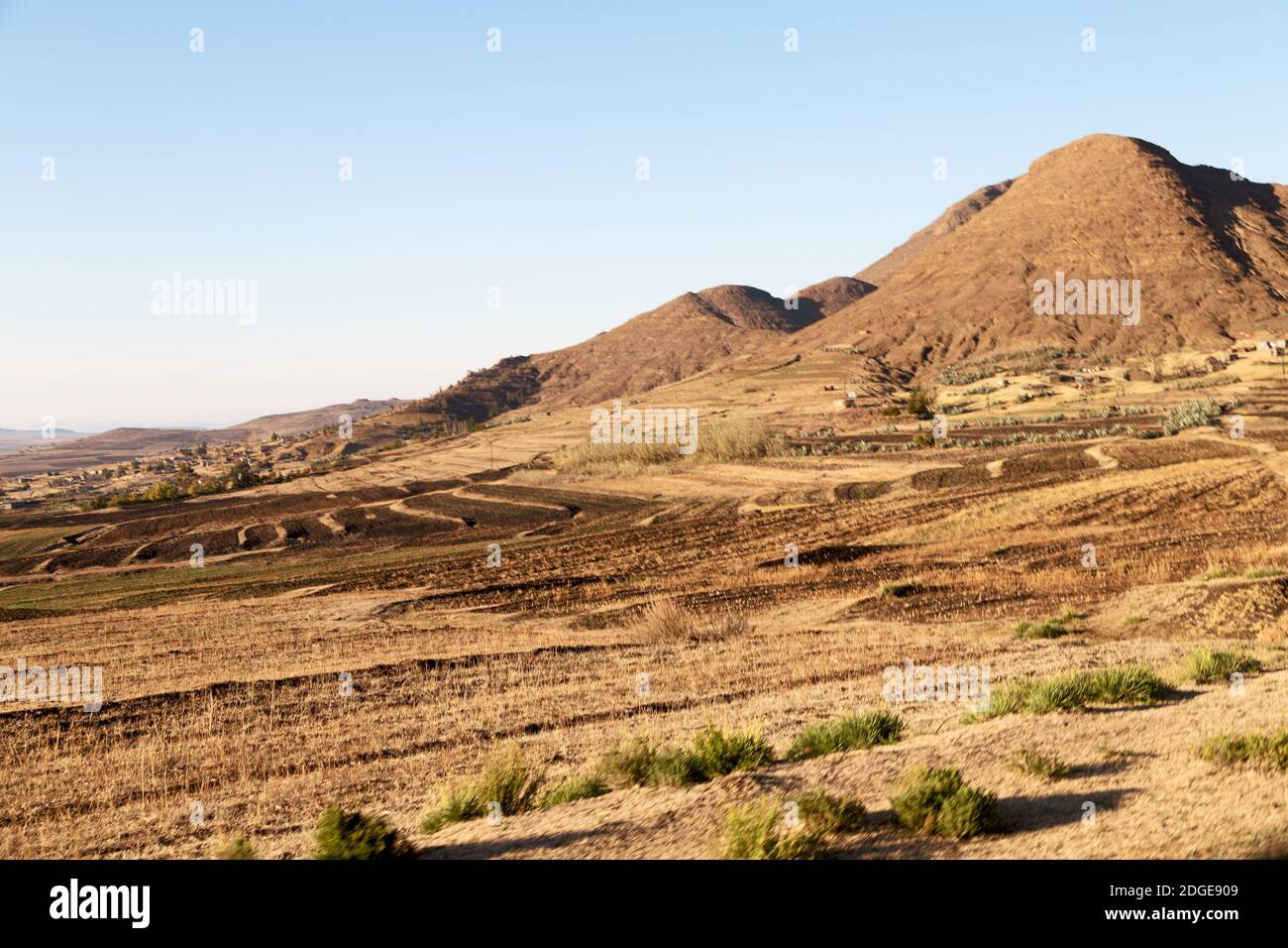 In south africa land bush and tree Stock Photo - Alamy