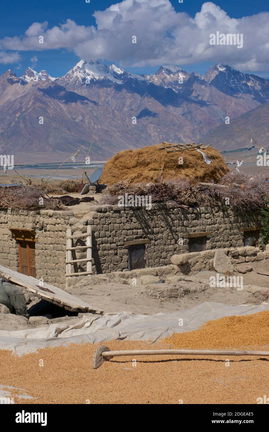 Ladakh agriculture hi-res stock photography and images - Alamy