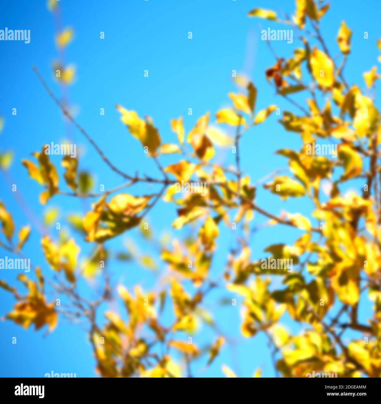 Tree swaziland national park hi-res stock photography and images - Alamy