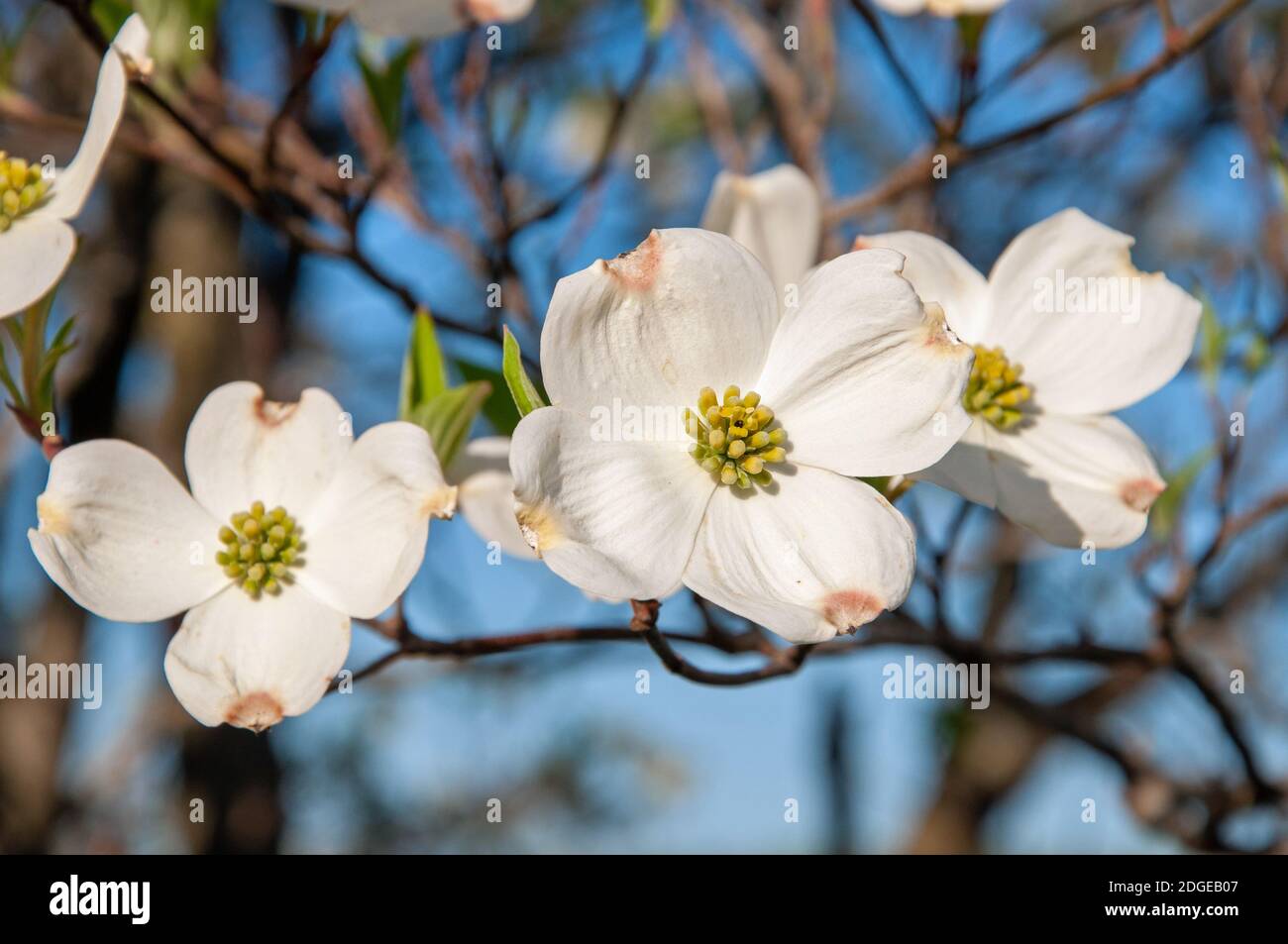 Dogwood Branches High Resolution Stock Photography and Images - Alamy