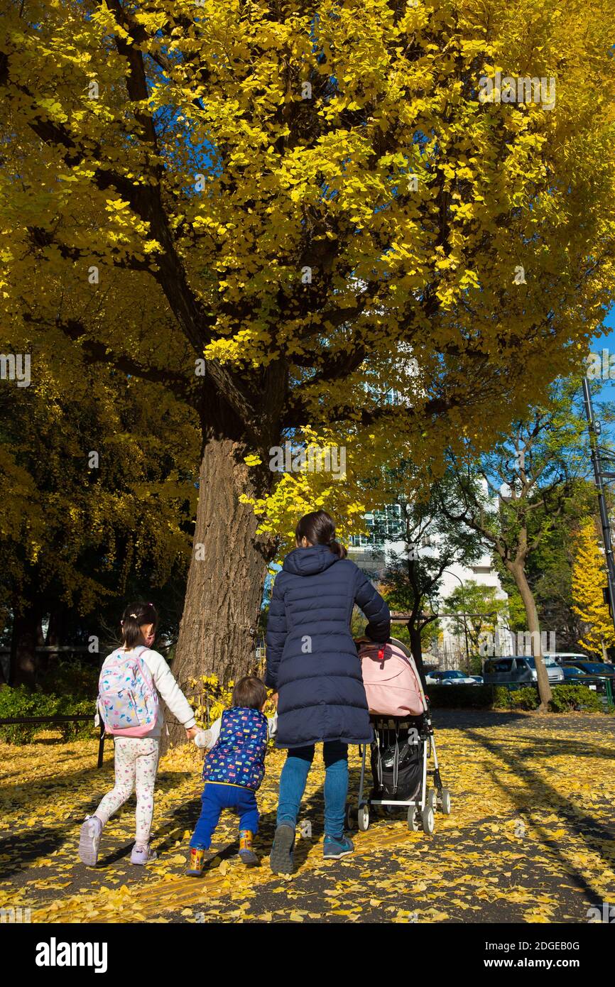 Woman with children walks underneath a ginkgo tree in Shiba park, Minato-ku, Tokyo Stock Photo ...