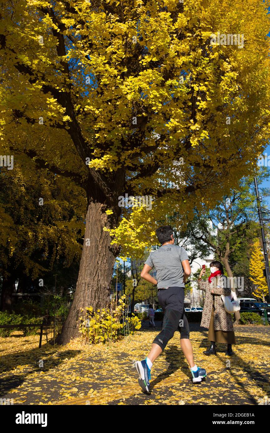 Jogger runs underneath a ginkgo tree in Shiba park in Minato-ku, Tokyo Stock Photo - Alamy