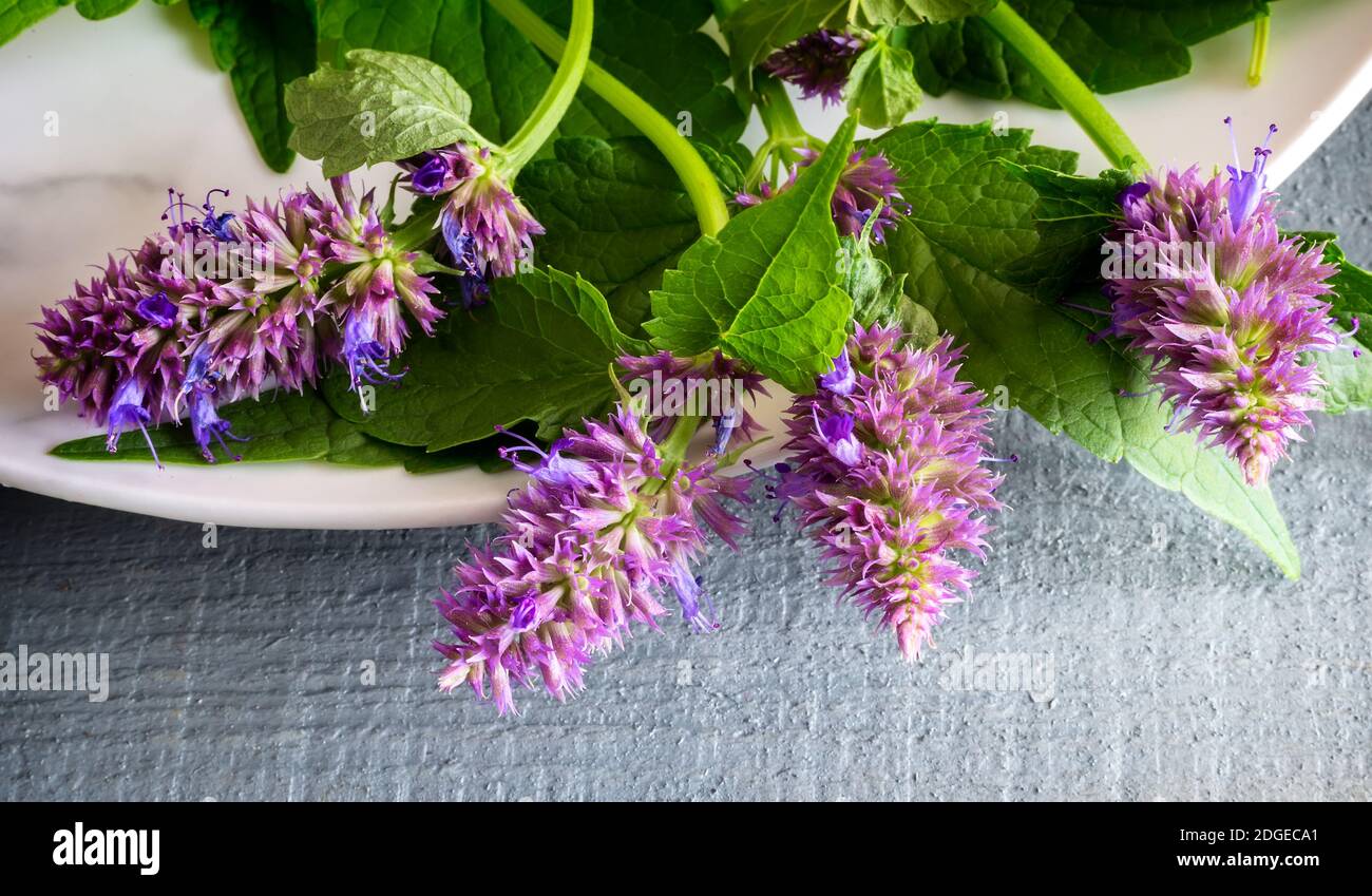 Lofant Lophanthus anisatus is a medicinal plant with bio-stimulating ...