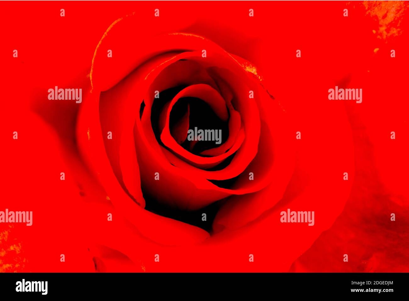 Closeup rose petals hi-res stock photography and images - Alamy