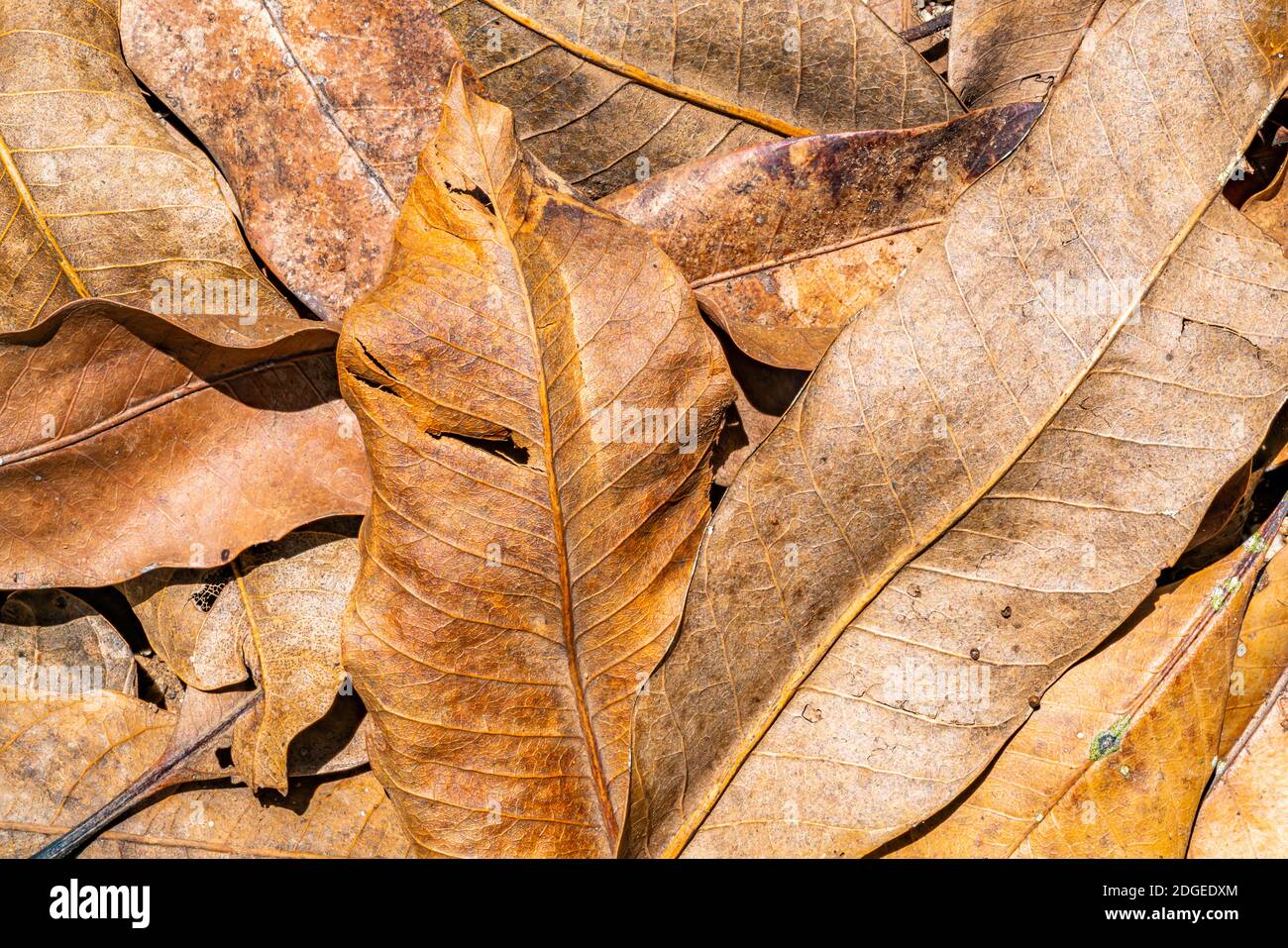 Pile of dry leaves in sunlight Stock Photo - Alamy