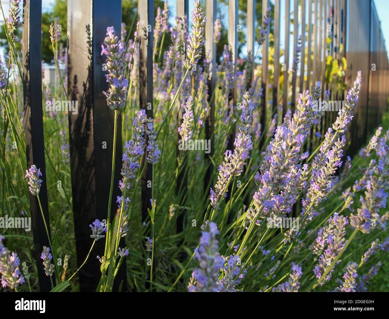 Tall flower spikes hi-res stock photography and images - Alamy