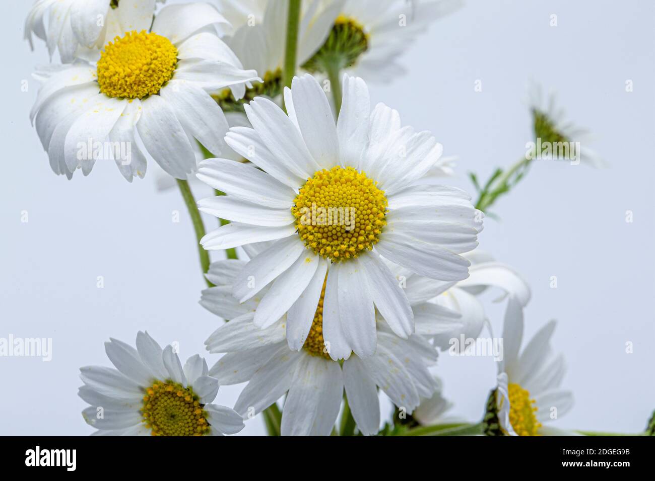 Daisy flower with leaves. Flowering daisies. Oxeye daisy, Leucanthemum ...