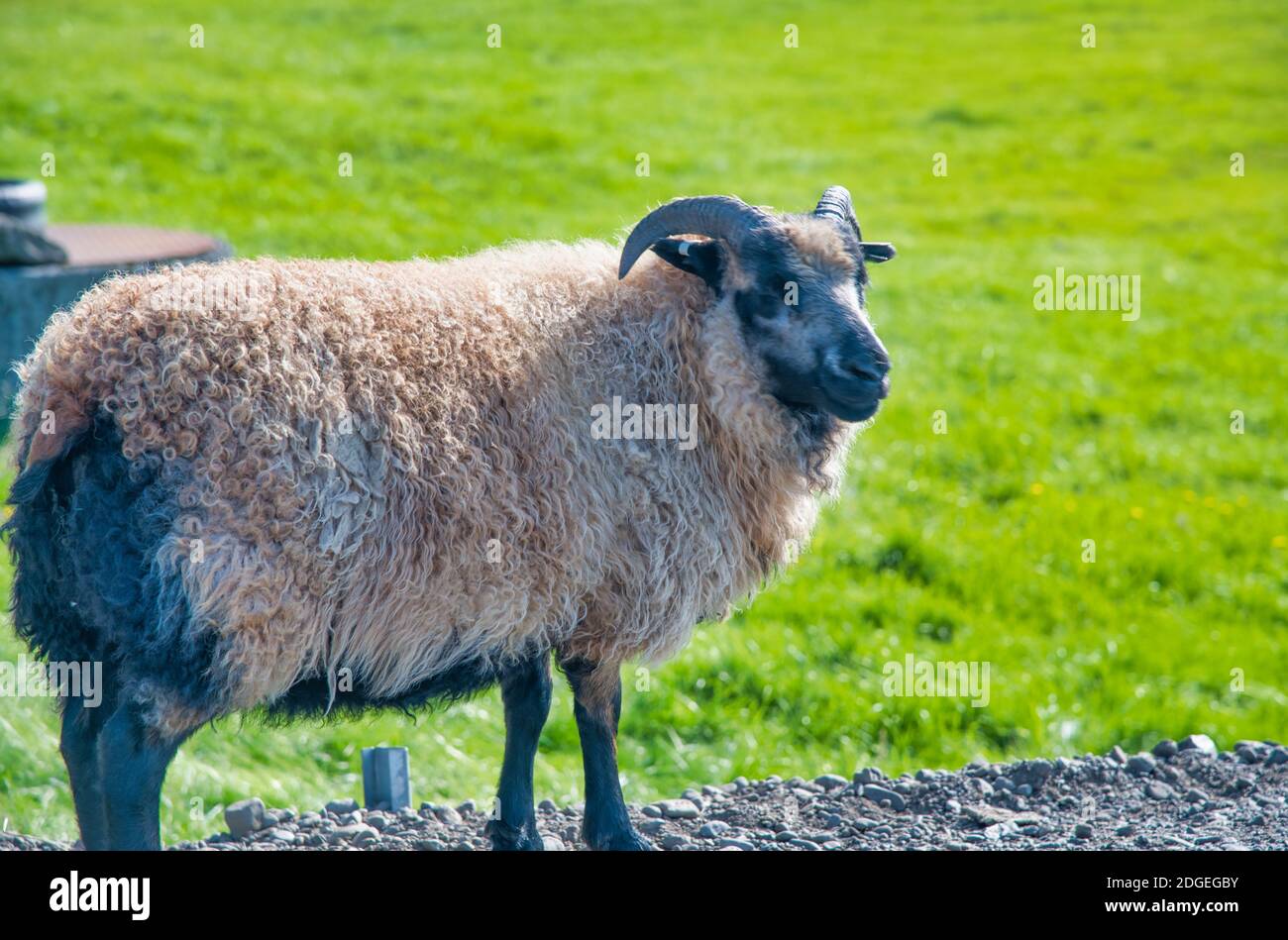 Beautiful sheep of Iceland, Europe Stock Photo - Alamy