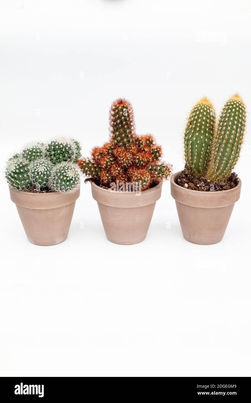 Collection of various cactus in stone pots Stock Photo - Alamy
