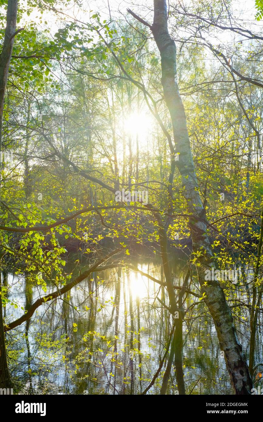 Forest reflected in a lake Stock Photo - Alamy