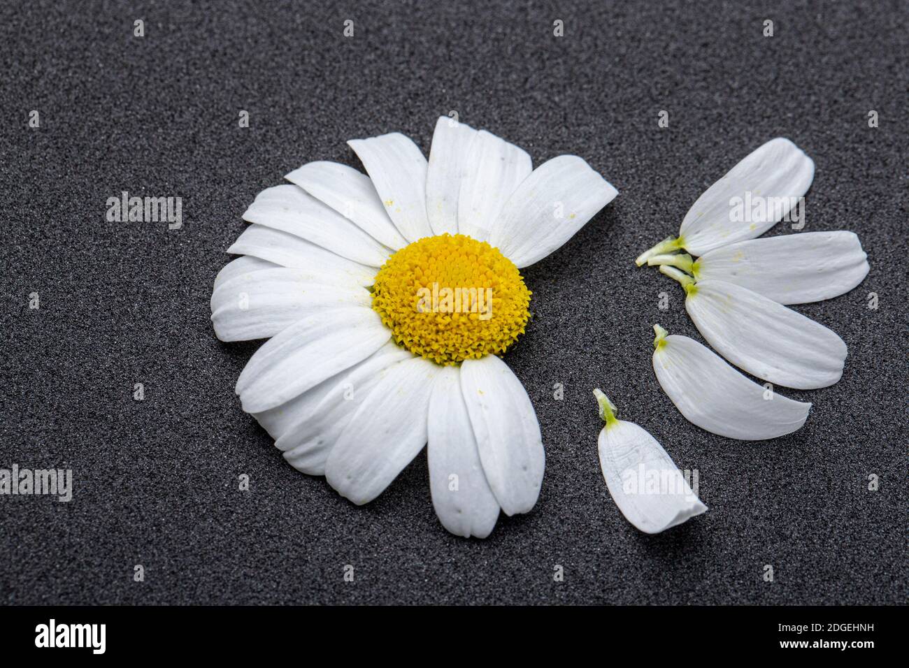 Daisy flower with leaves. Flowering daisies. Oxeye daisy, Leucanthemum ...