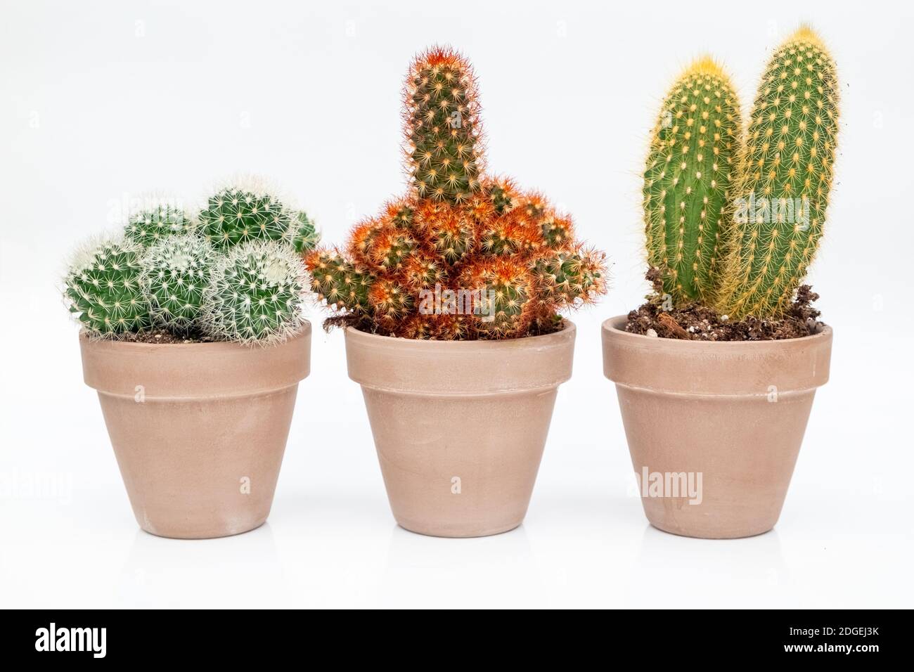 Cactus pots hi-res stock photography and images - Alamy