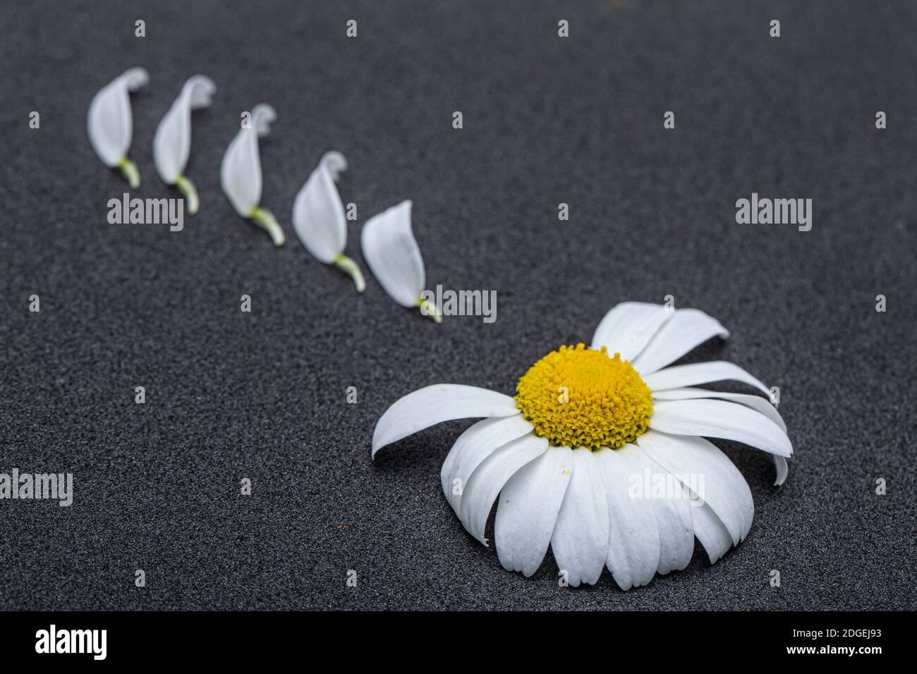 Daisy flower with leaves. Flowering daisies. Oxeye daisy, Leucanthemum ...