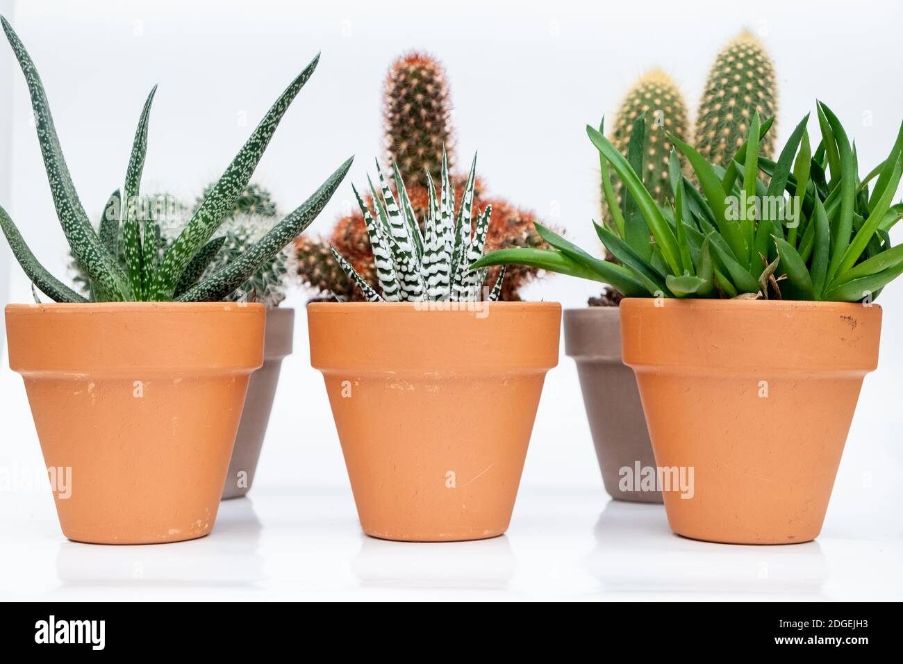 Collection of various cactus and succulent plants in stone pots Stock ...