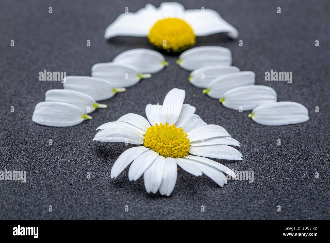 Daisy flower with leaves. Flowering daisies. Oxeye daisy, Leucanthemum ...