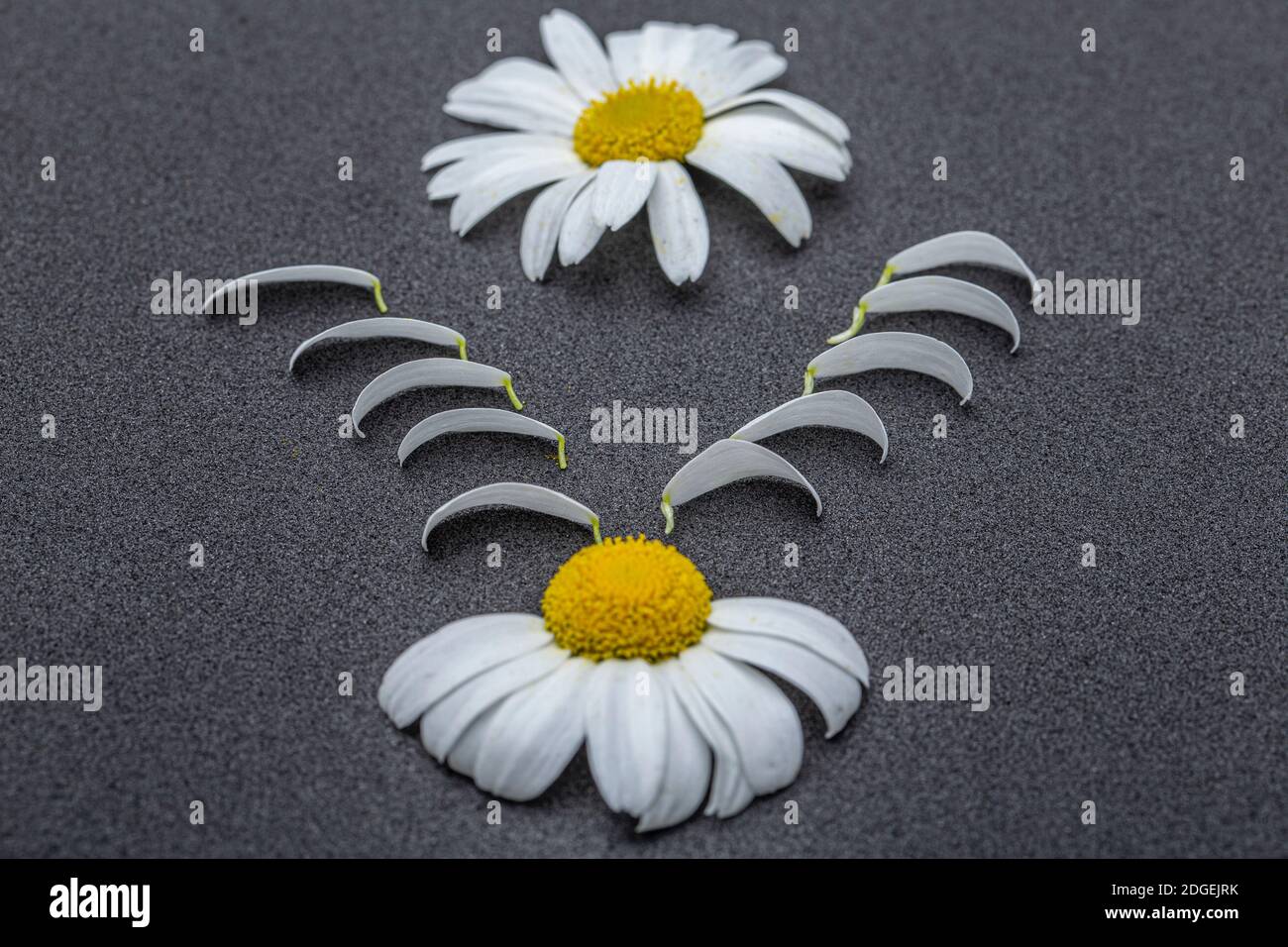 Daisy flower with leaves. Flowering daisies. Oxeye daisy, Leucanthemum ...