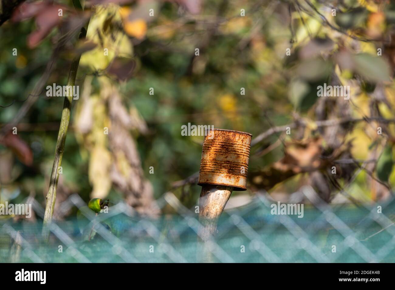 BB gun target can on a stick old rusted tin can on vivid rural forest ...