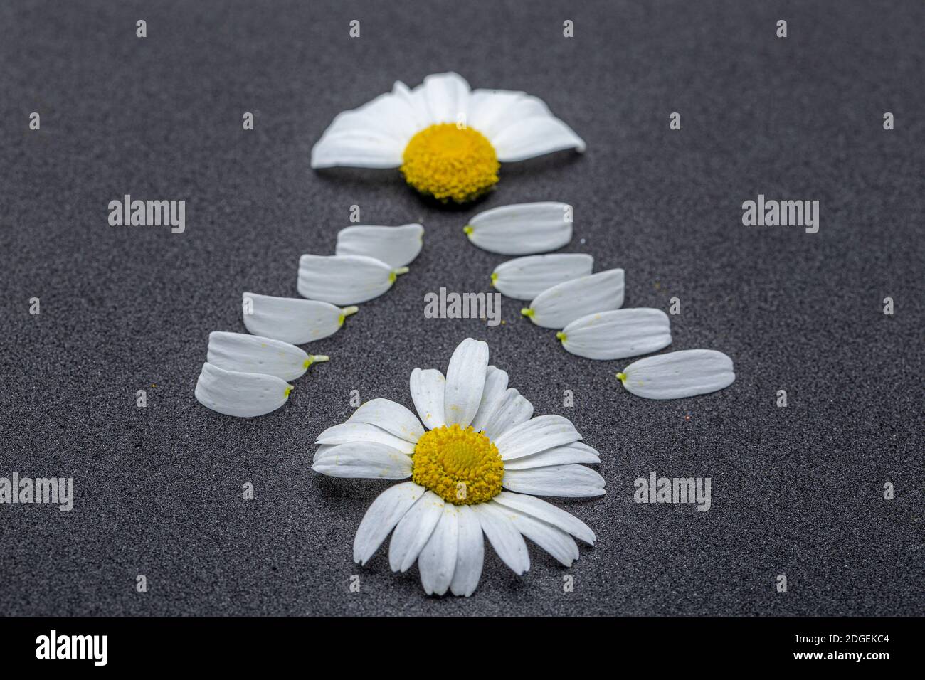 Daisy flower with leaves. Flowering daisies. Oxeye daisy, Leucanthemum ...