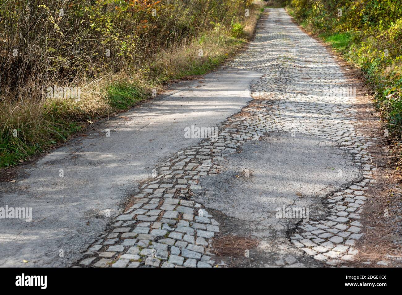 Natural looking autumn forest high symmetrical tree trunks path road ...
