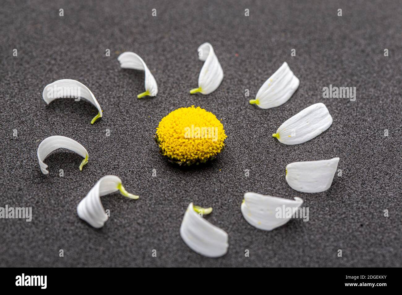 Daisy flower with leaves. Flowering daisies. Oxeye daisy, Leucanthemum ...