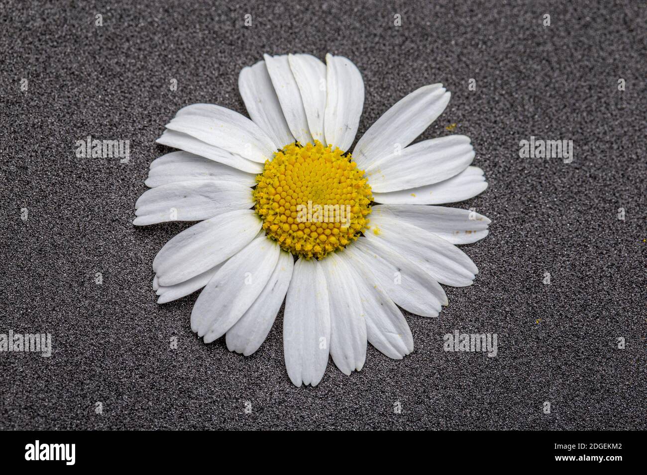 Daisy flower with leaves. Flowering daisies. Oxeye daisy, Leucanthemum ...