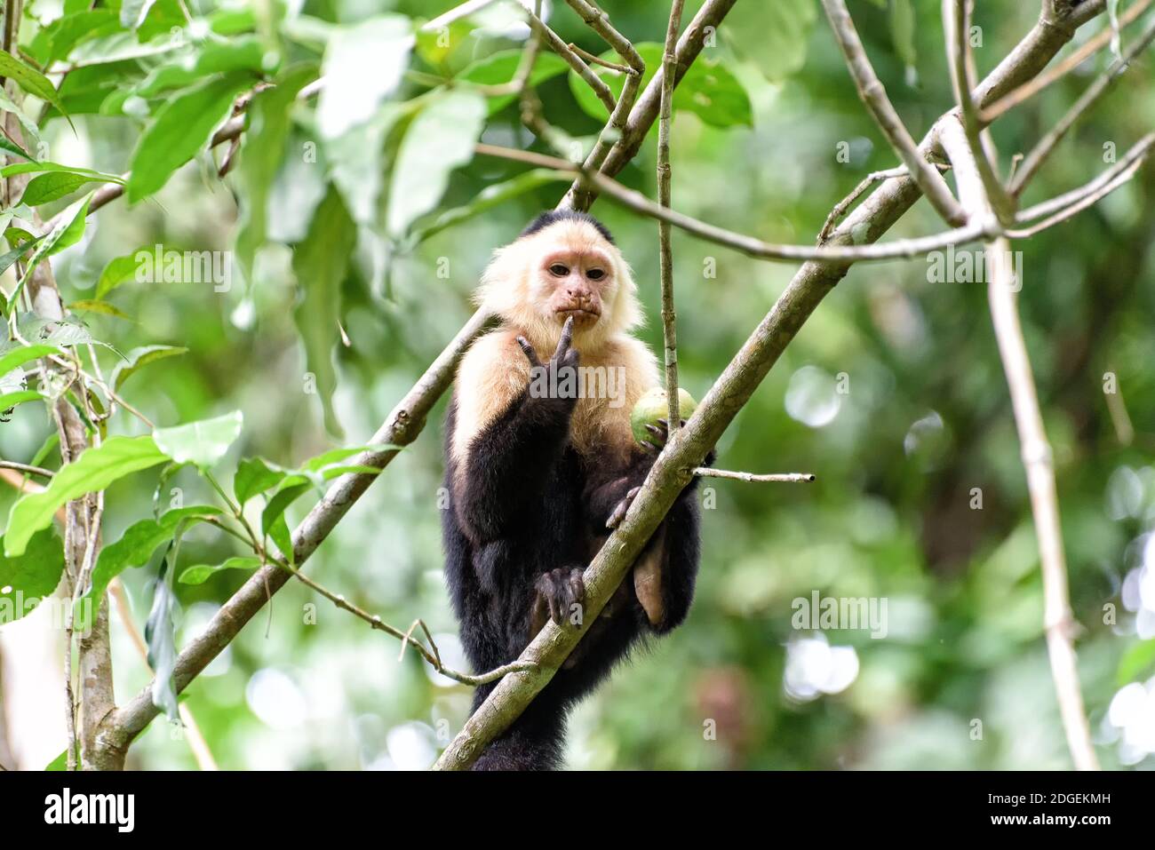 Monkey observation hi-res stock photography and images - Alamy