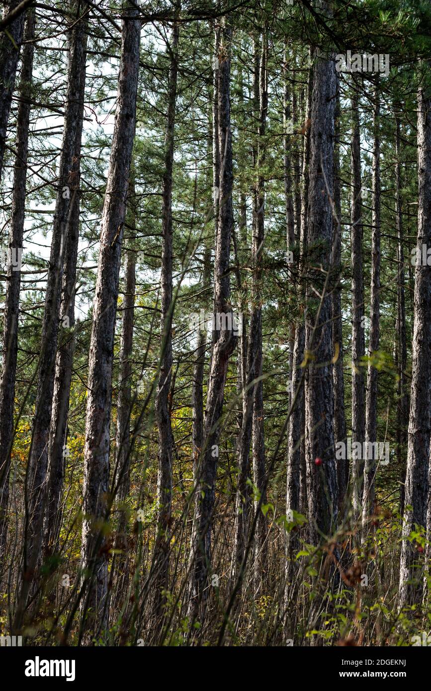 Symmetrical tree hi-res stock photography and images - Alamy