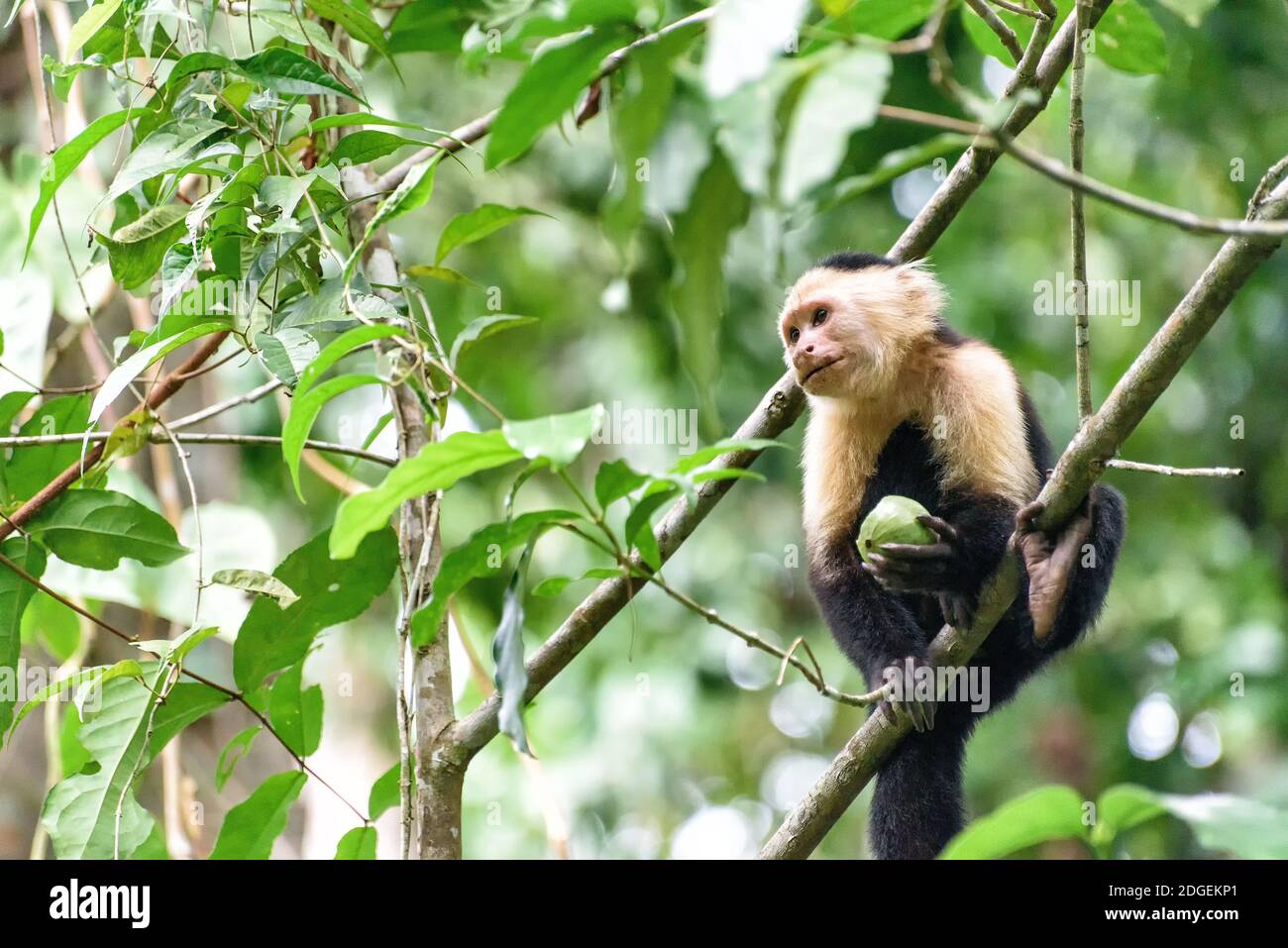 Rainforest monitoring hi-res stock photography and images - Alamy